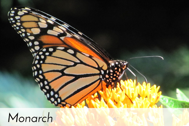 release-monarch - Butterfly Nursery